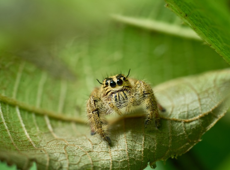 From earthworms to sea anemones and pandas. Which animals are the ...