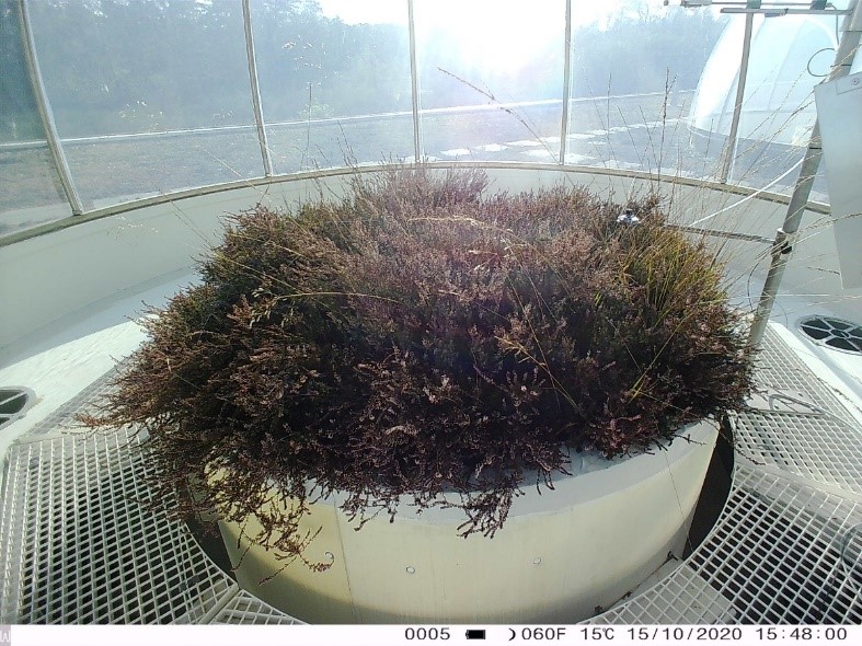 Impacts of climate change on functioning of heathland ecosystems- UHasselt