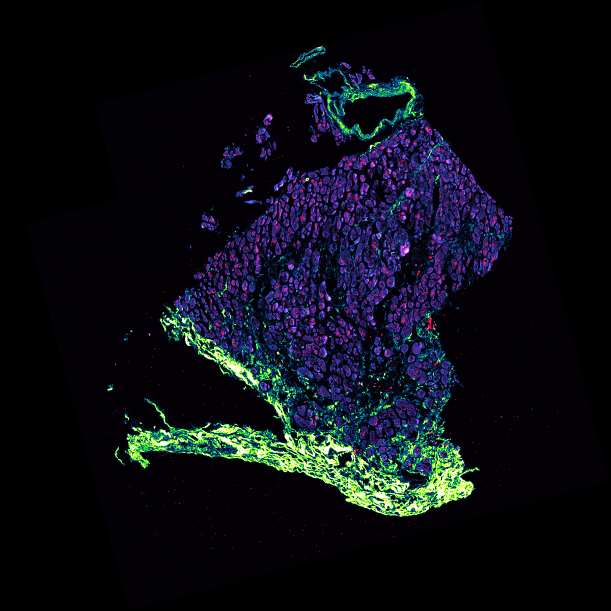 Label-free imaging- UHasselt